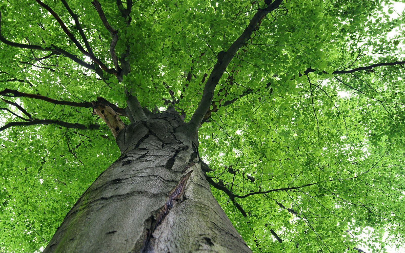 Tree Service | Chico's Tree Land Inc | North Shore | Lake Bluff, IL