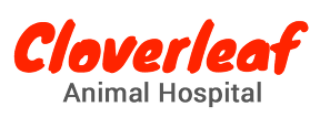 Cloverleaf Animal Hospital - Surgery | Independence, OH
