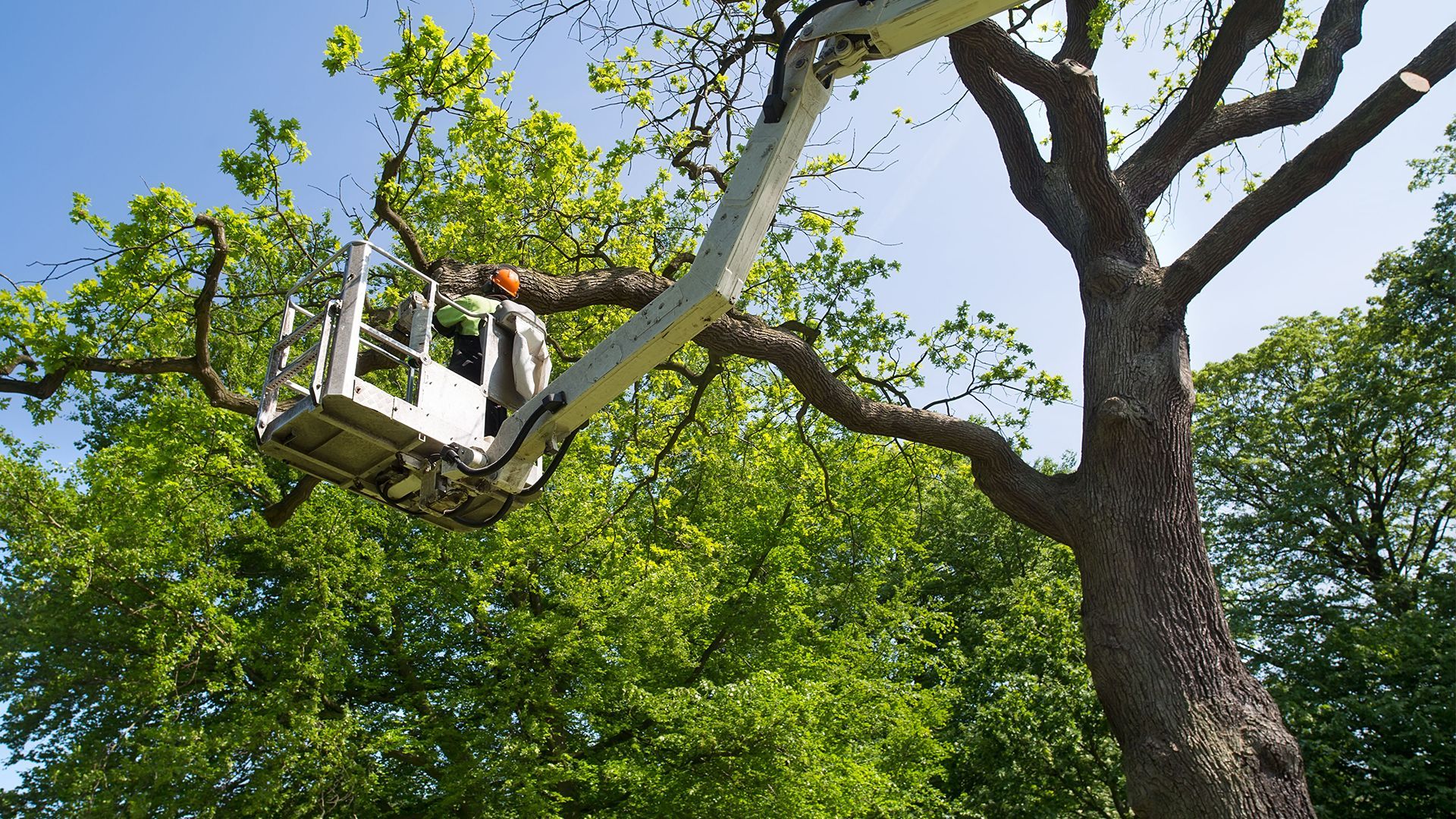 Arborist | Cesar's Tree Service | Oak Lawn, IL