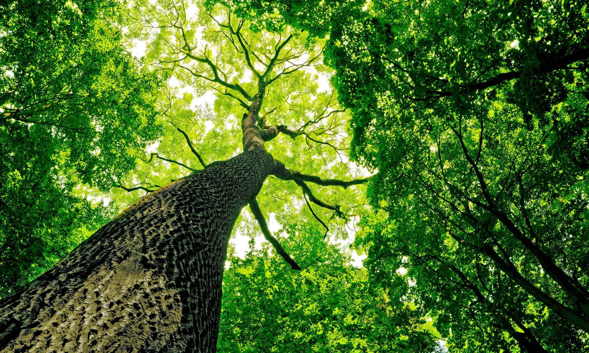 Local Tree Service Companies Spring Hill, FL