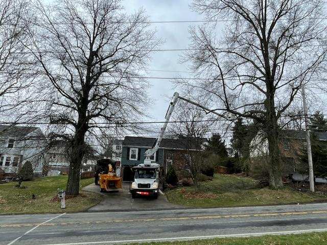 Photo Gallery | Adler Tree Service