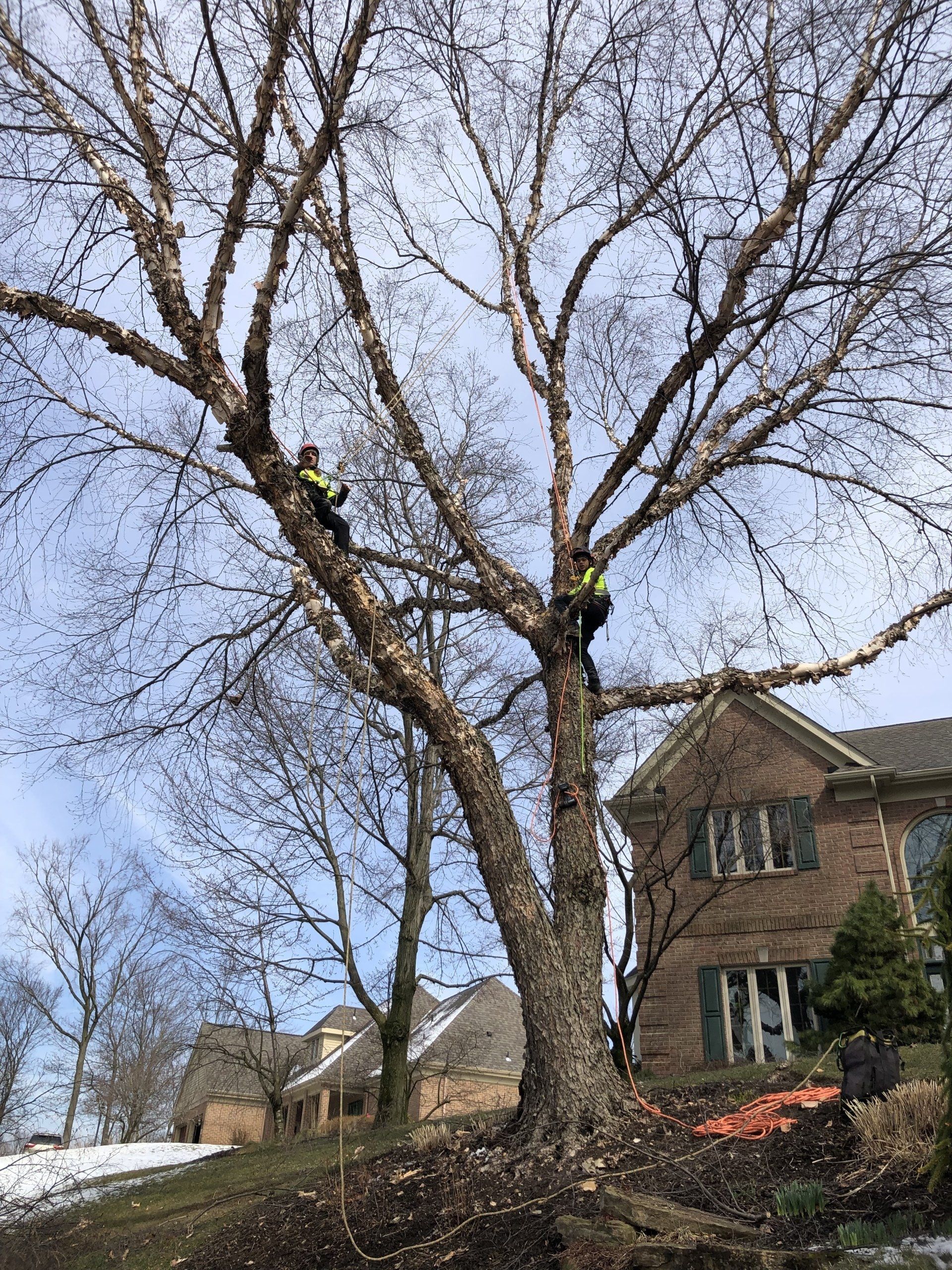 Photo Gallery | Adler Tree Service