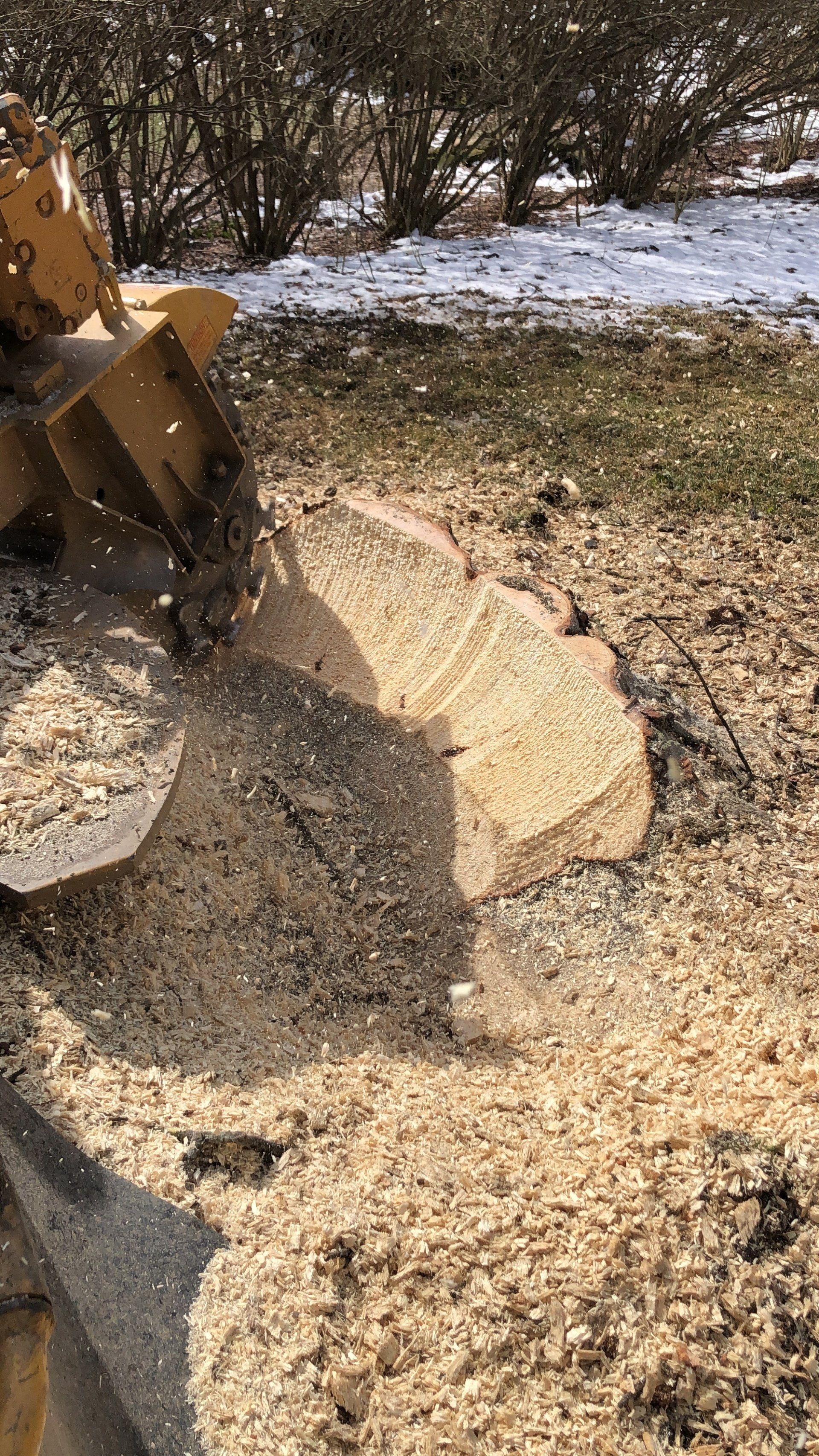 Photo Gallery | Adler Tree Service