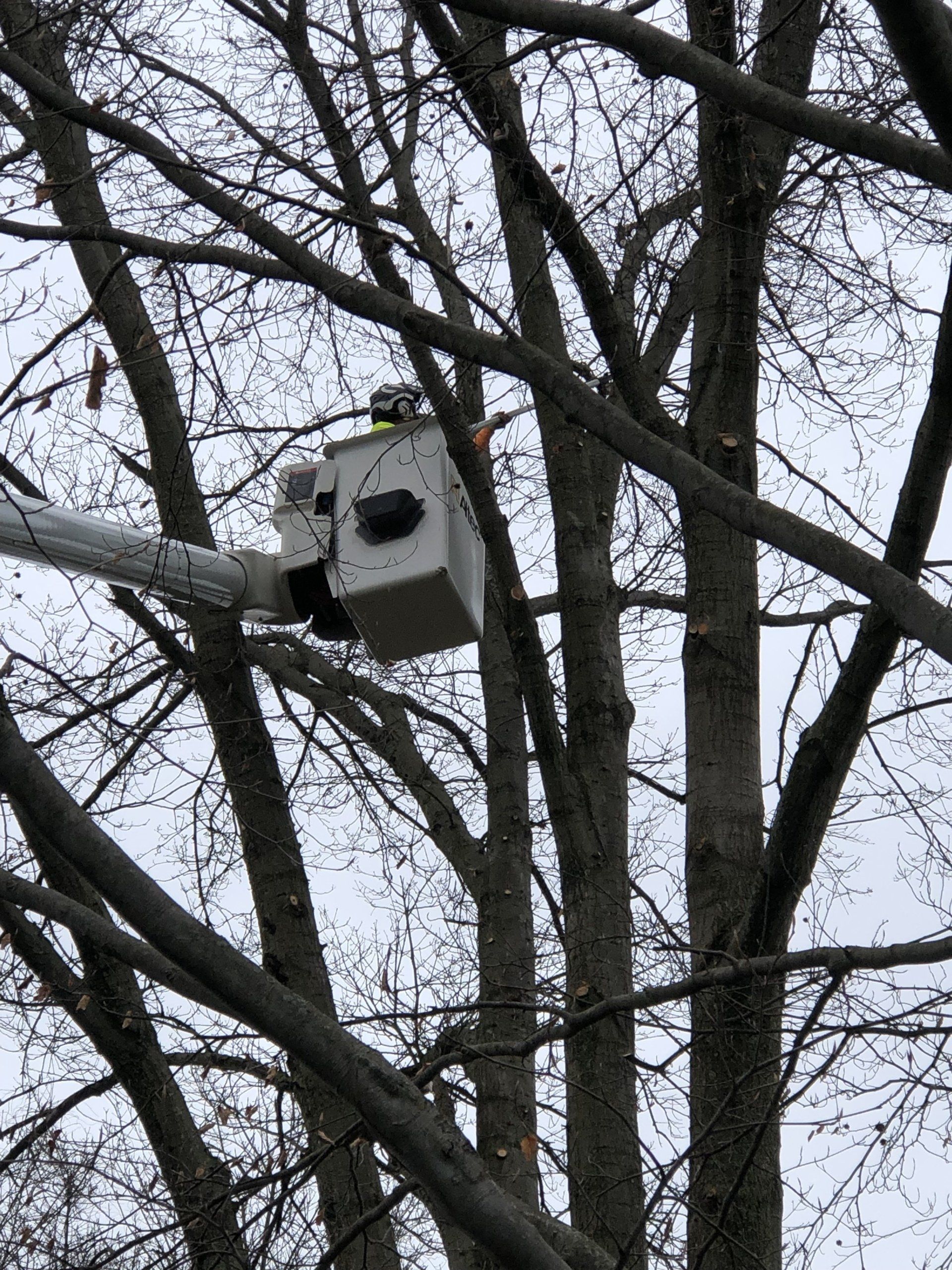 Photo Gallery | Adler Tree Service