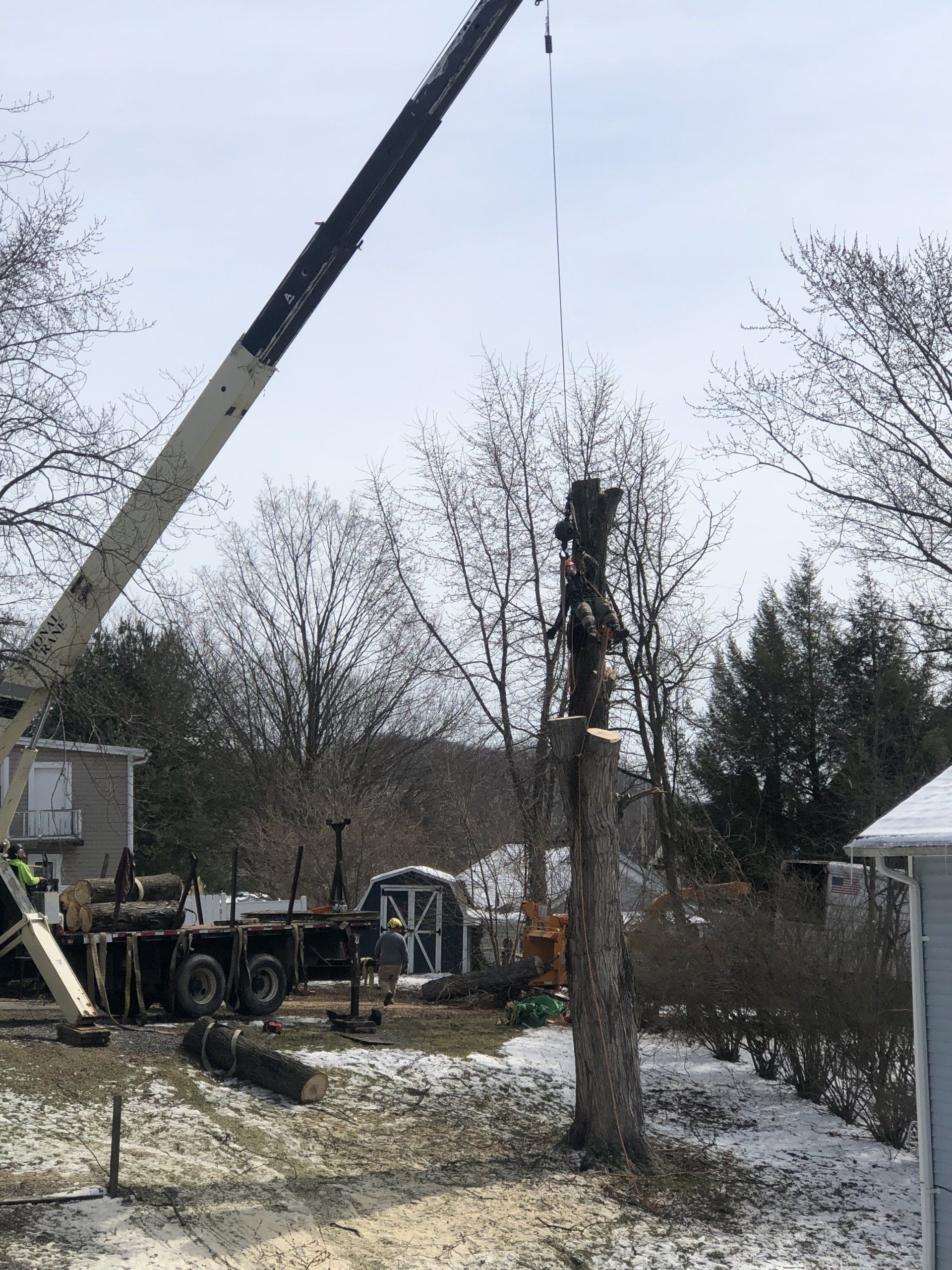 Photo Gallery | Adler Tree Service