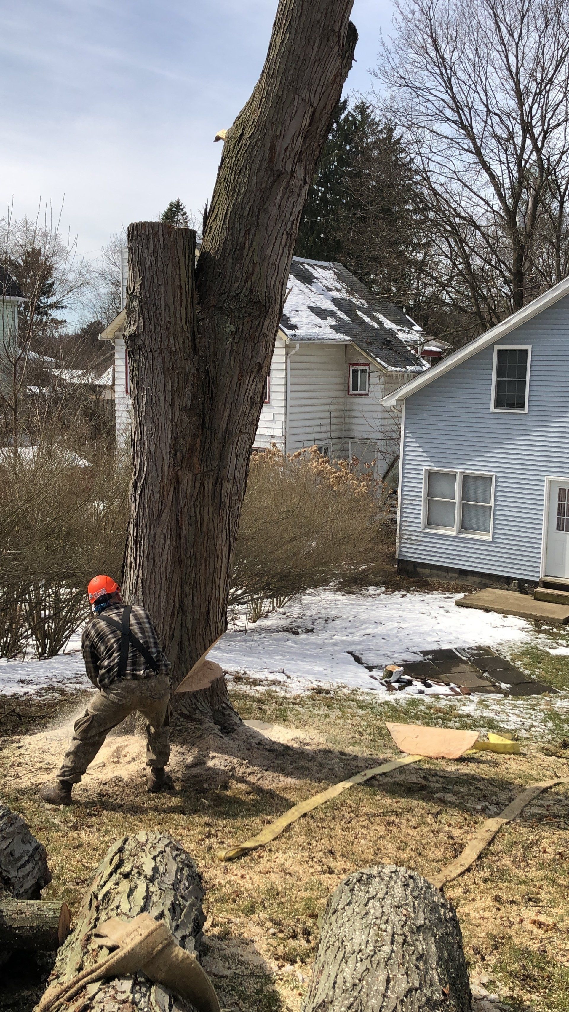 Photo Gallery | Adler Tree Service