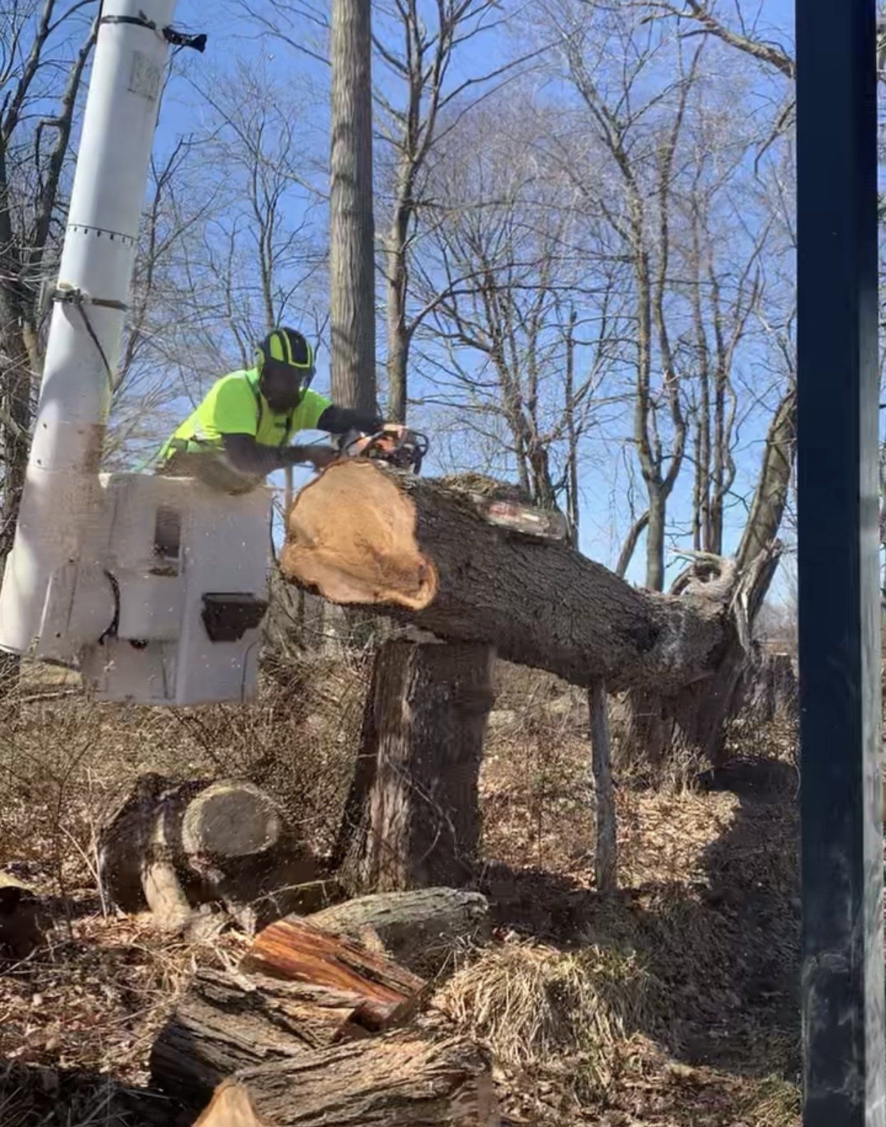 Photo Gallery | Adler Tree Service