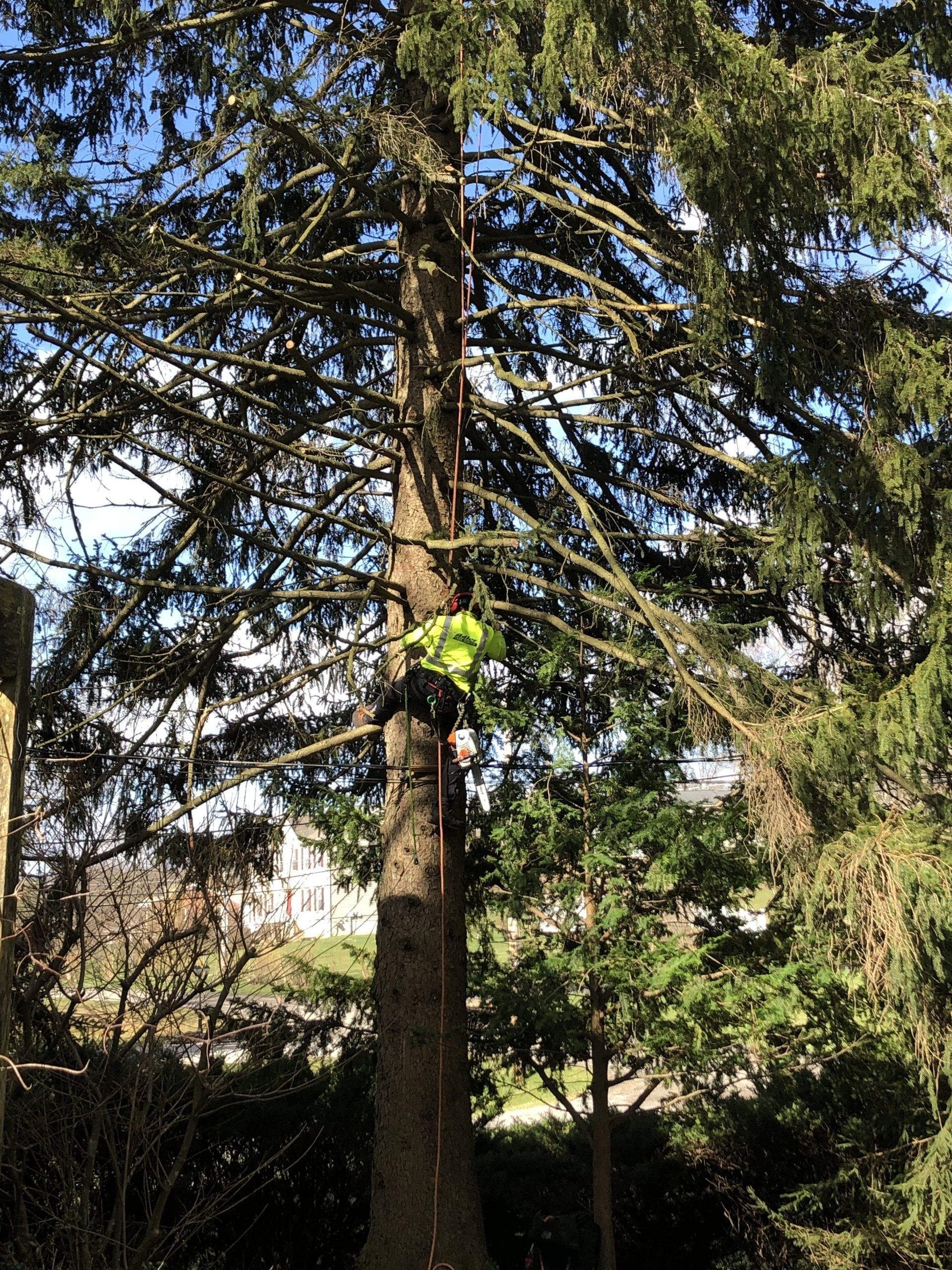 Photo Gallery | Adler Tree Service