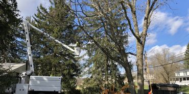 Tree Service Gibsonia, PA | Wexford, PA | Adler Tree Service