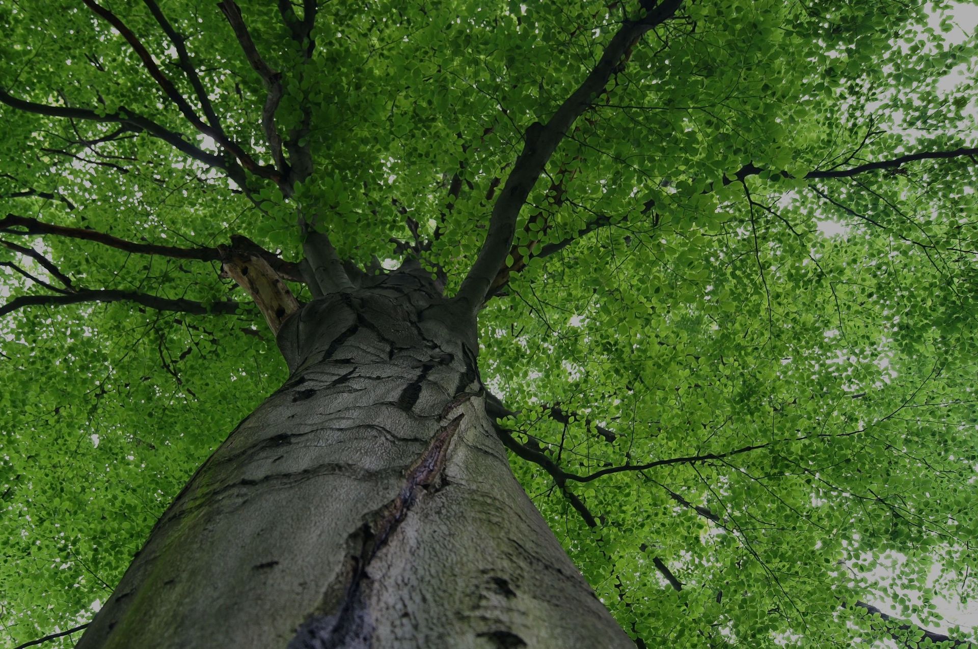Tri-County Tree Service, Inc. | Tree Services | Lake City, FL