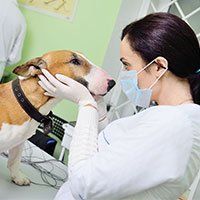 Hilmar Animal Hospital | Pet Care | Hilmar, CA