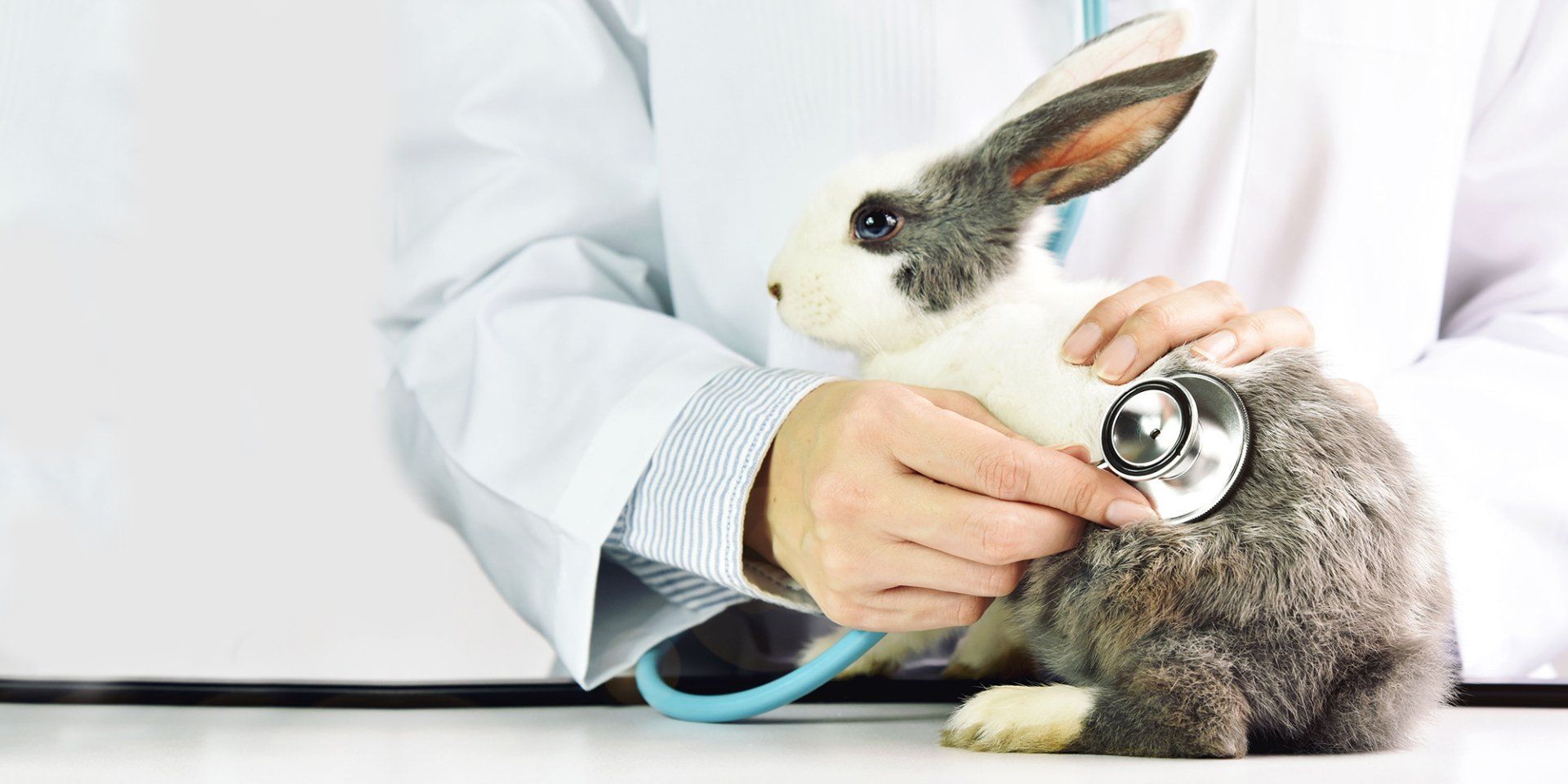 The Animal Care Center of Ooltewah | Veterinarian Ooltewah