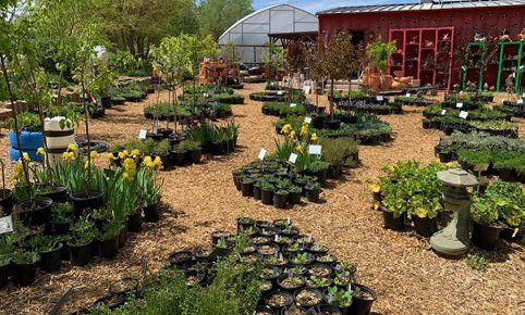 Albuquerque Water Gardens & Nursery | Plants Albuquerque, NM