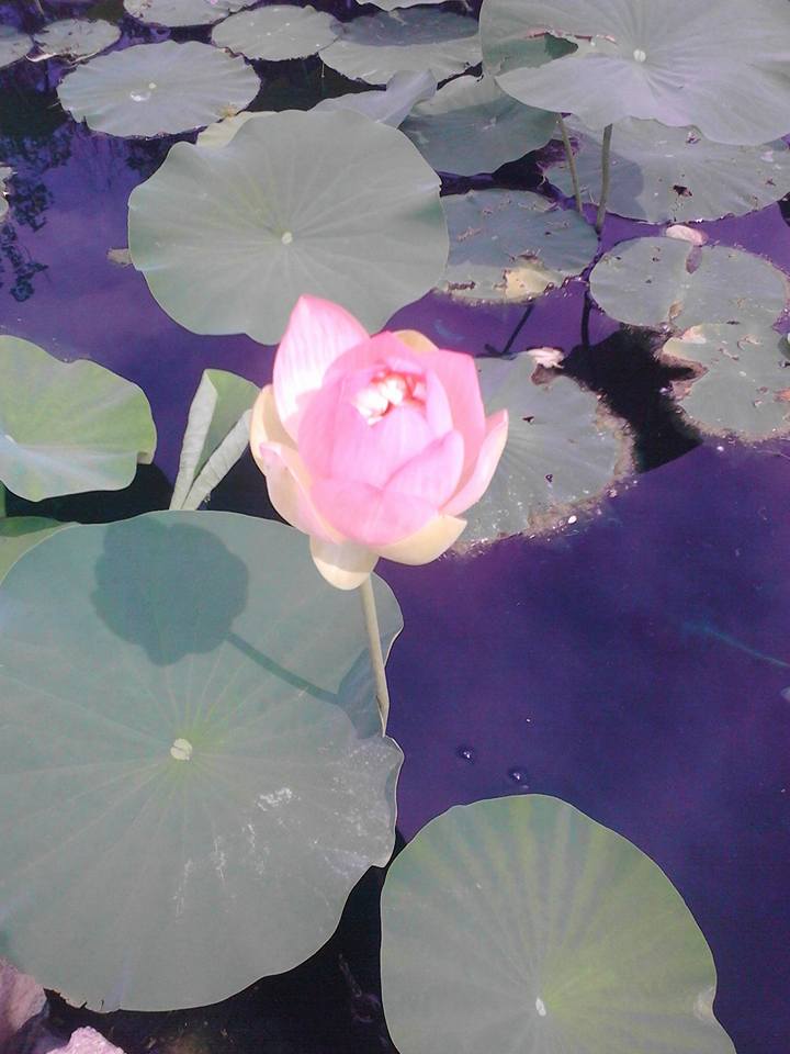 Albuquerque Water Gardens & Nursery | Plants Albuquerque, NM
