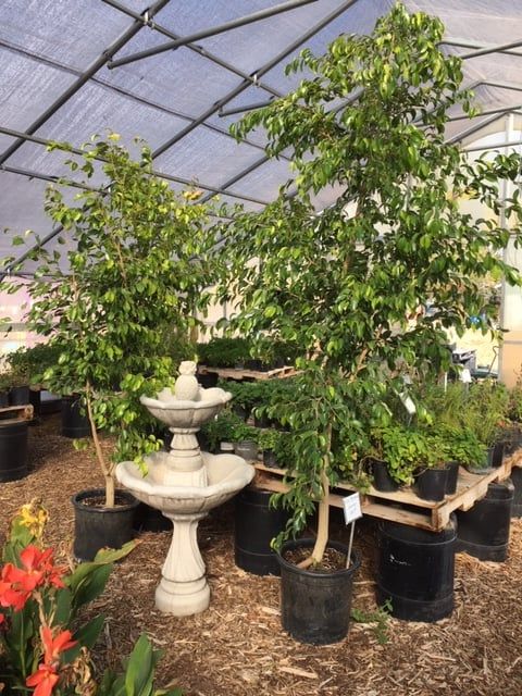 Albuquerque Water Gardens & Nursery | Plants Albuquerque, NM