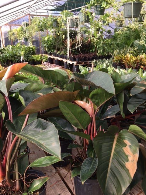 Albuquerque Water Gardens & Nursery | Plants Albuquerque, NM