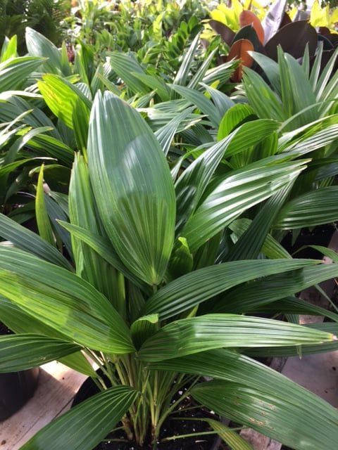 Albuquerque Water Gardens & Nursery | Plants Albuquerque, NM