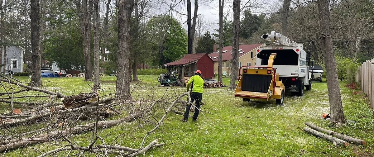 Tree Service Johnston, RI | Joe's Tree Service, LLC