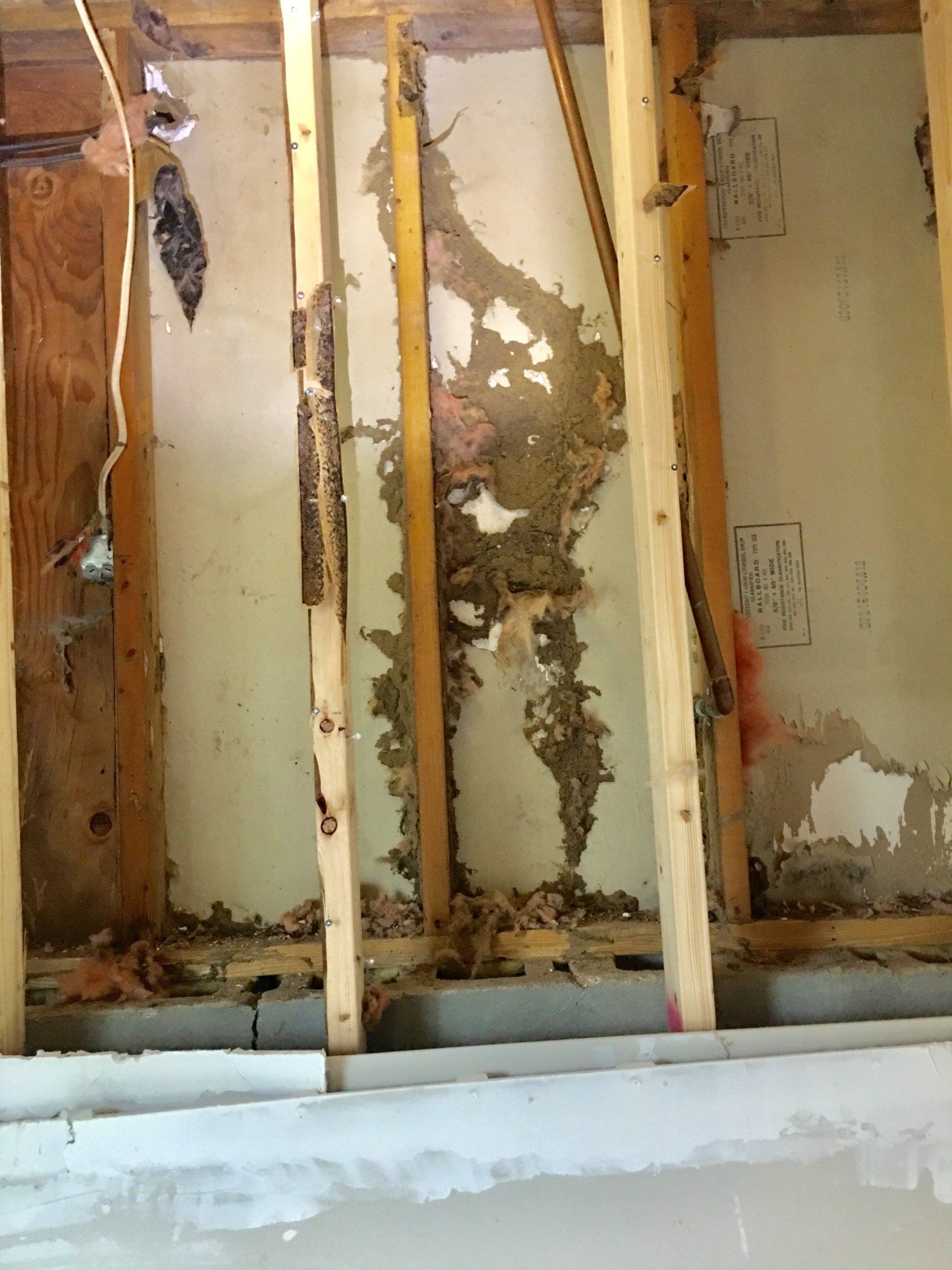 Termites Control | Pest Treatment | Cedar Rapids, IA