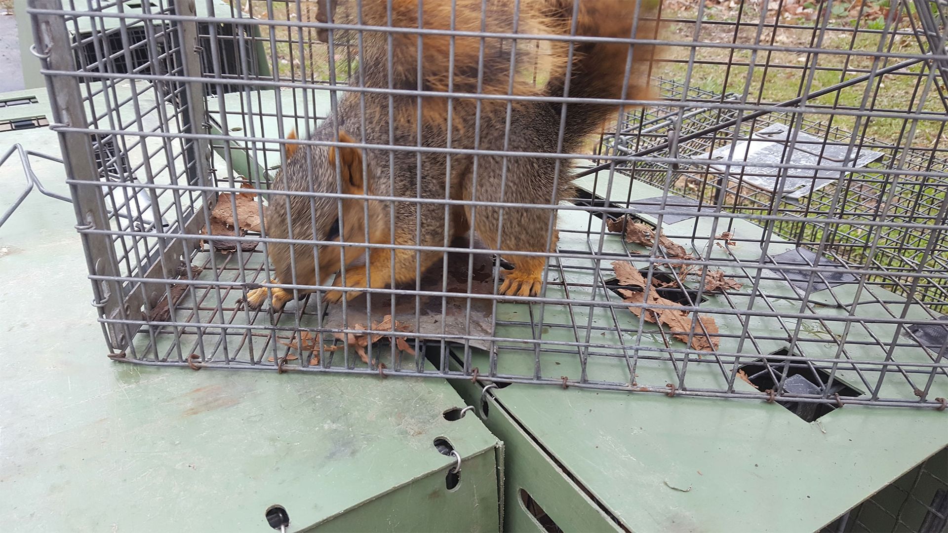 Animal Control | The Capture Company | Washington County, PA