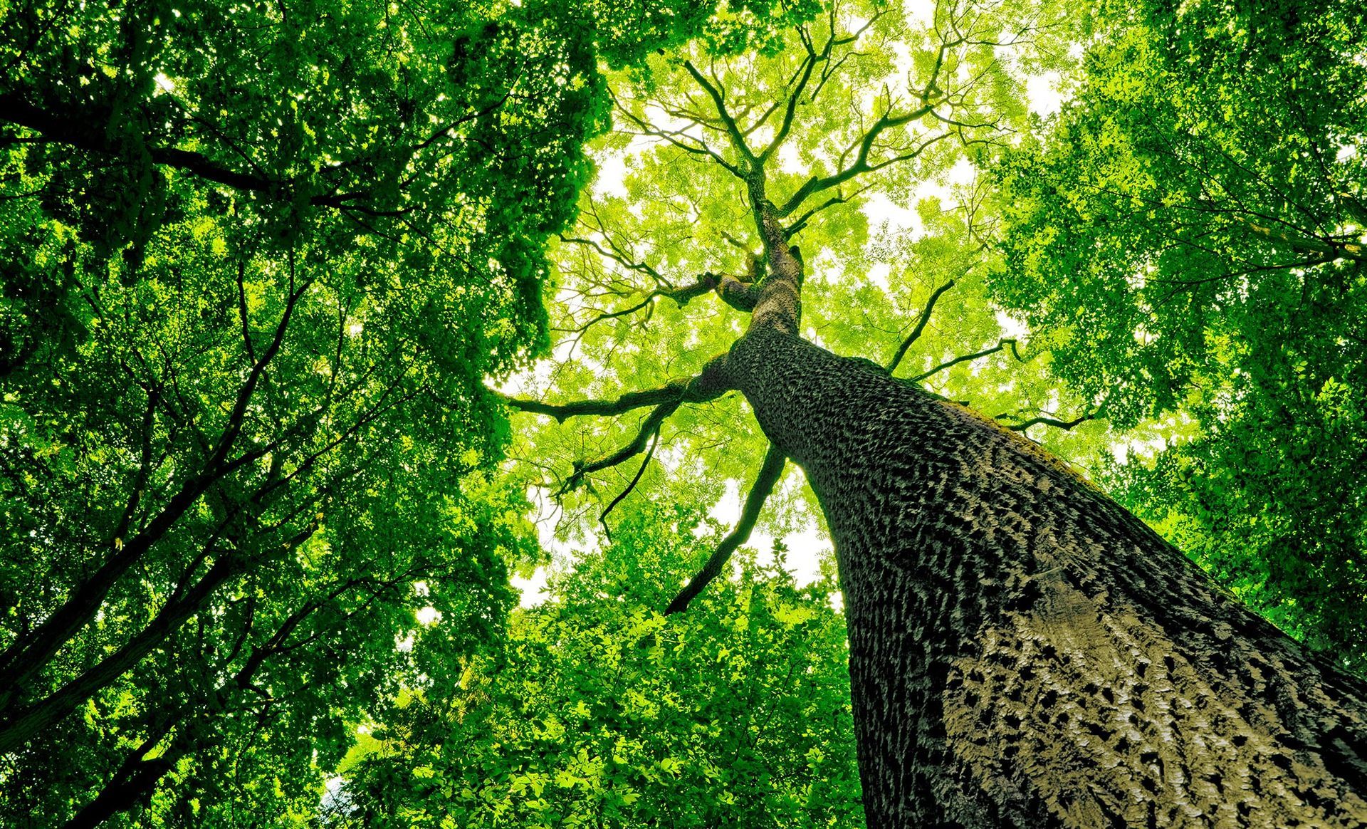 Tree Services | Great Alaska Tree Company Fairbanks, AK