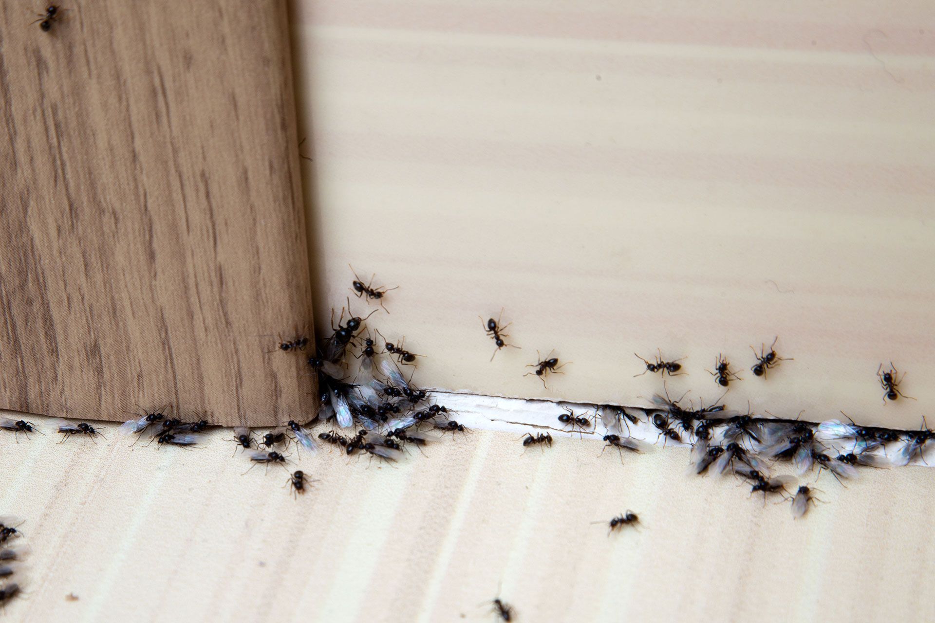 Complete Pest Control Services in MD | Bugout Termite & Pest Control