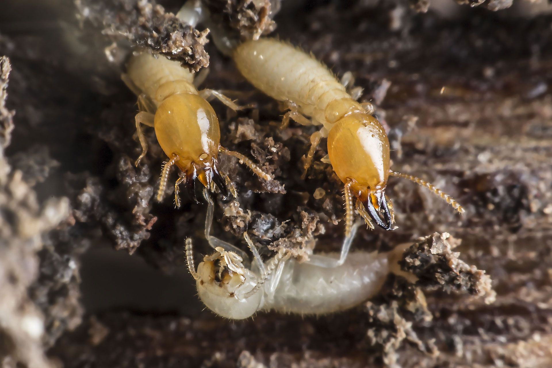 Complete Pest Control Services in MD | Bugout Termite & Pest Control