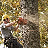 Tree Care Cape Coral, FL | Elite Tree Service LLC
