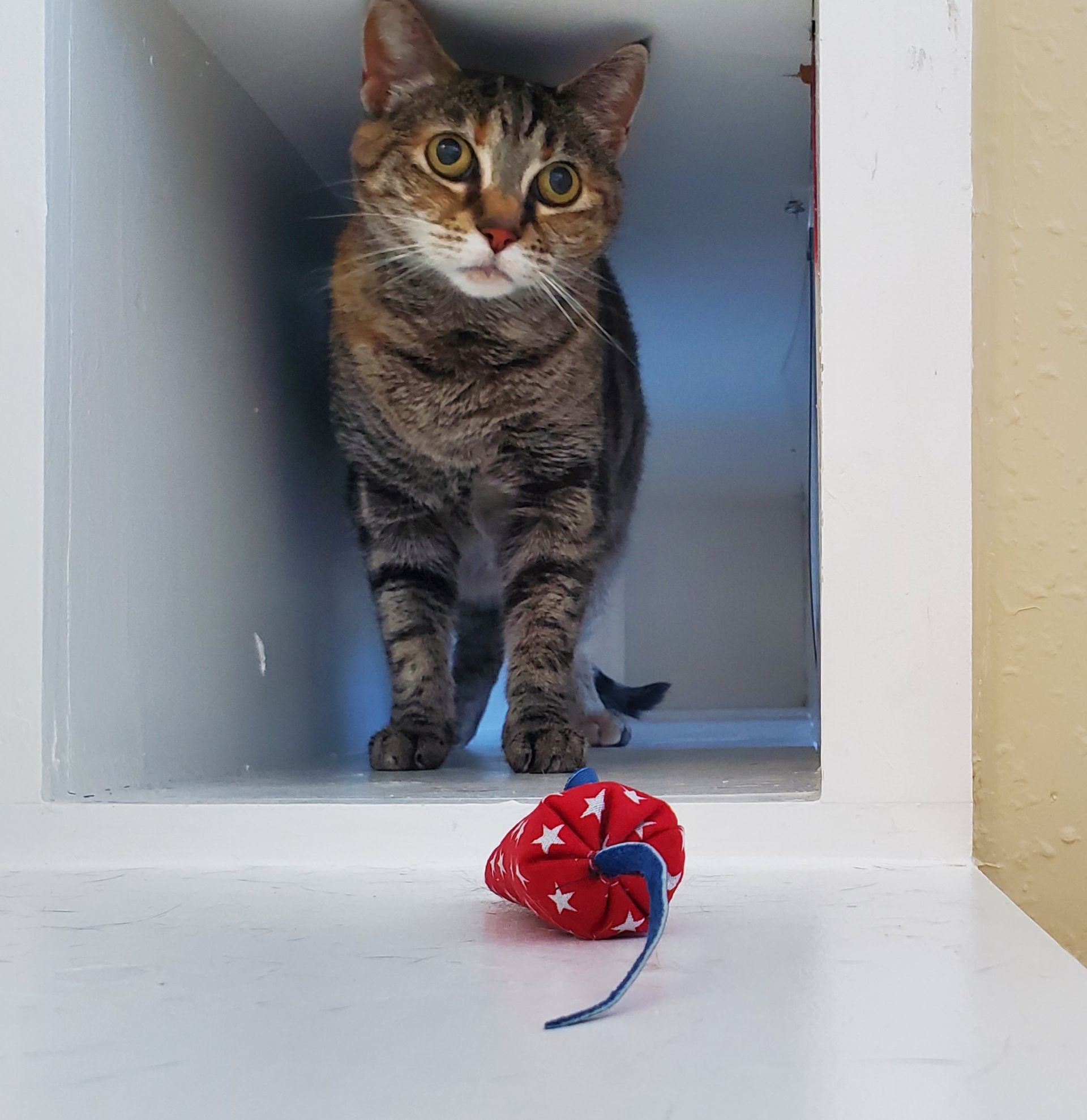 meowhaus Gallery | Portland, OR