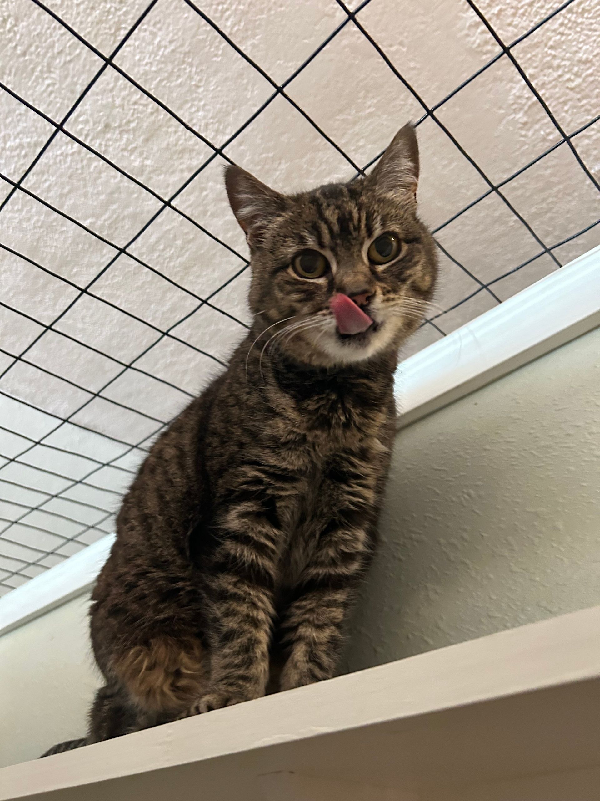 meowhaus Gallery | Portland, OR