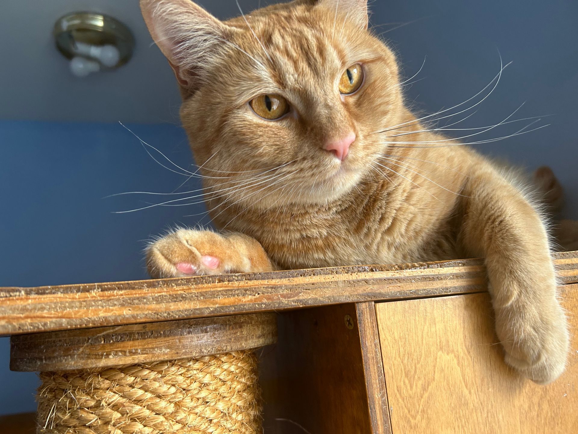 meowhaus Gallery | Portland, OR