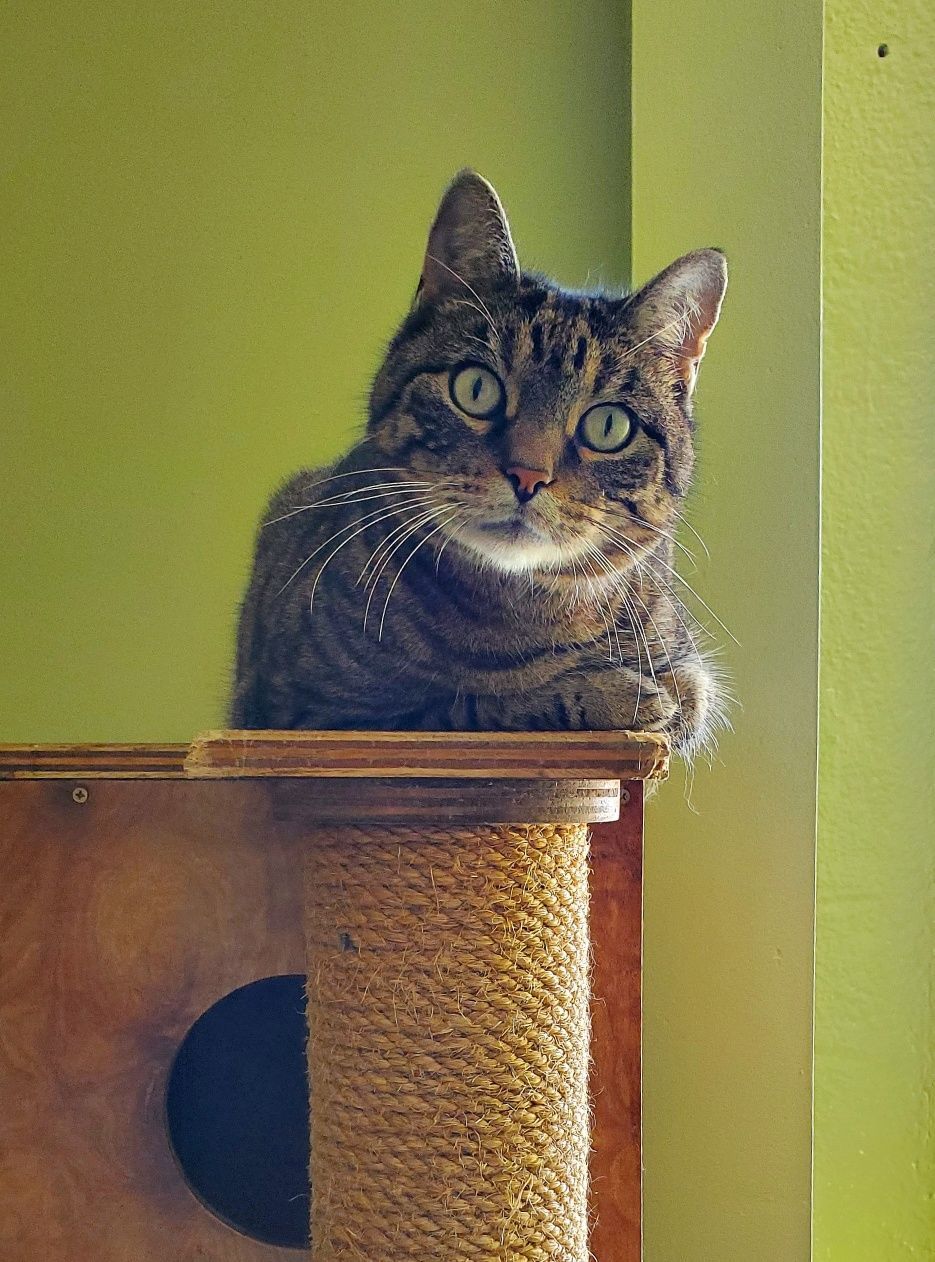 meowhaus Gallery | Portland, OR