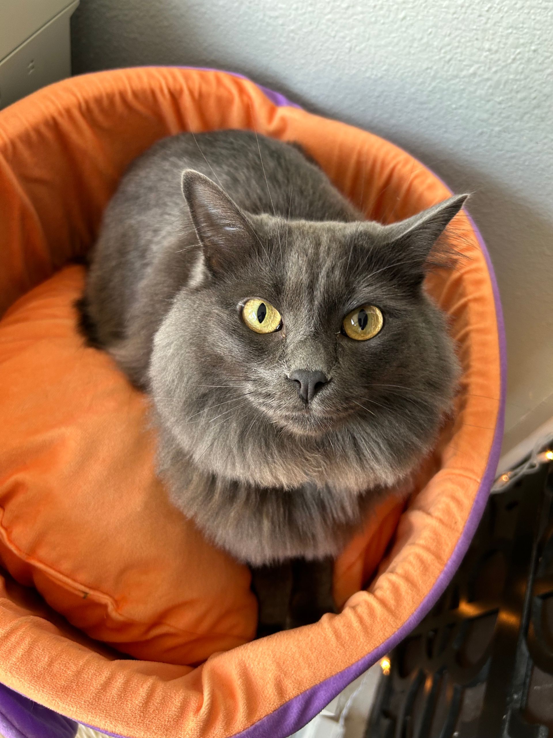 meowhaus Gallery | Portland, OR