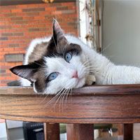 meowhaus Gallery | Portland, OR