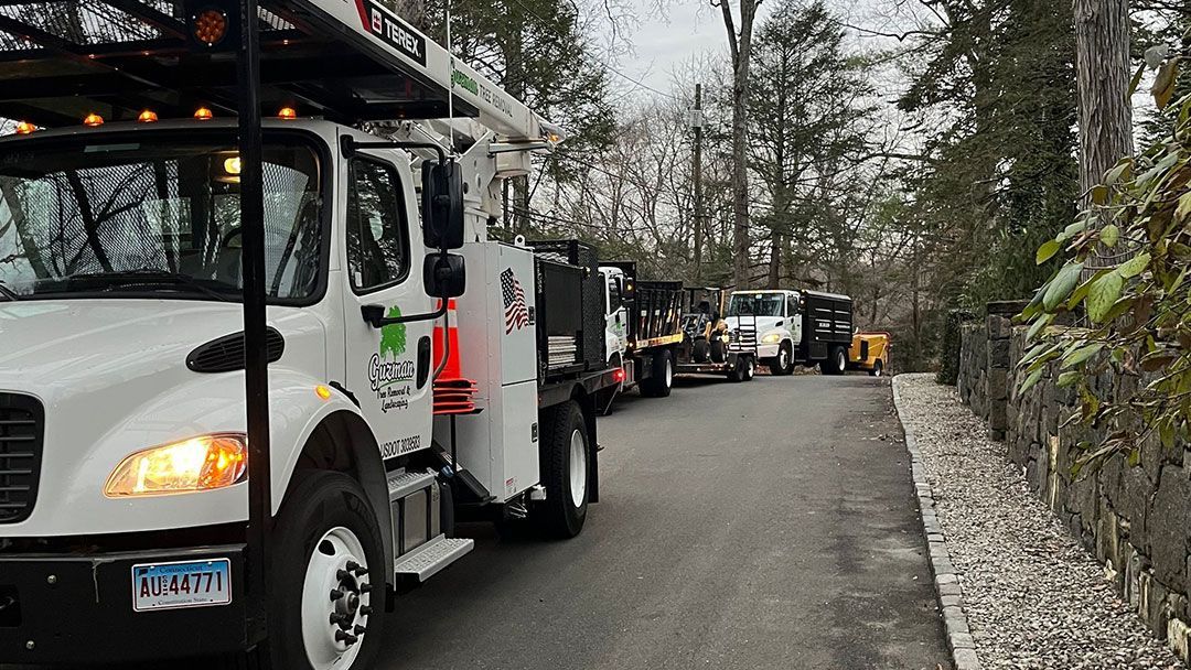 Tree Removal | Hamden, CT | Guzman Tree Removal