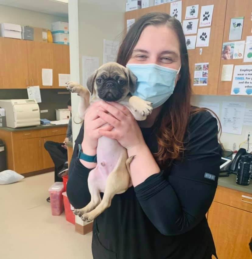 >Meet our Team At Hayfield Animal Hospital - Veterinary Doctor ...