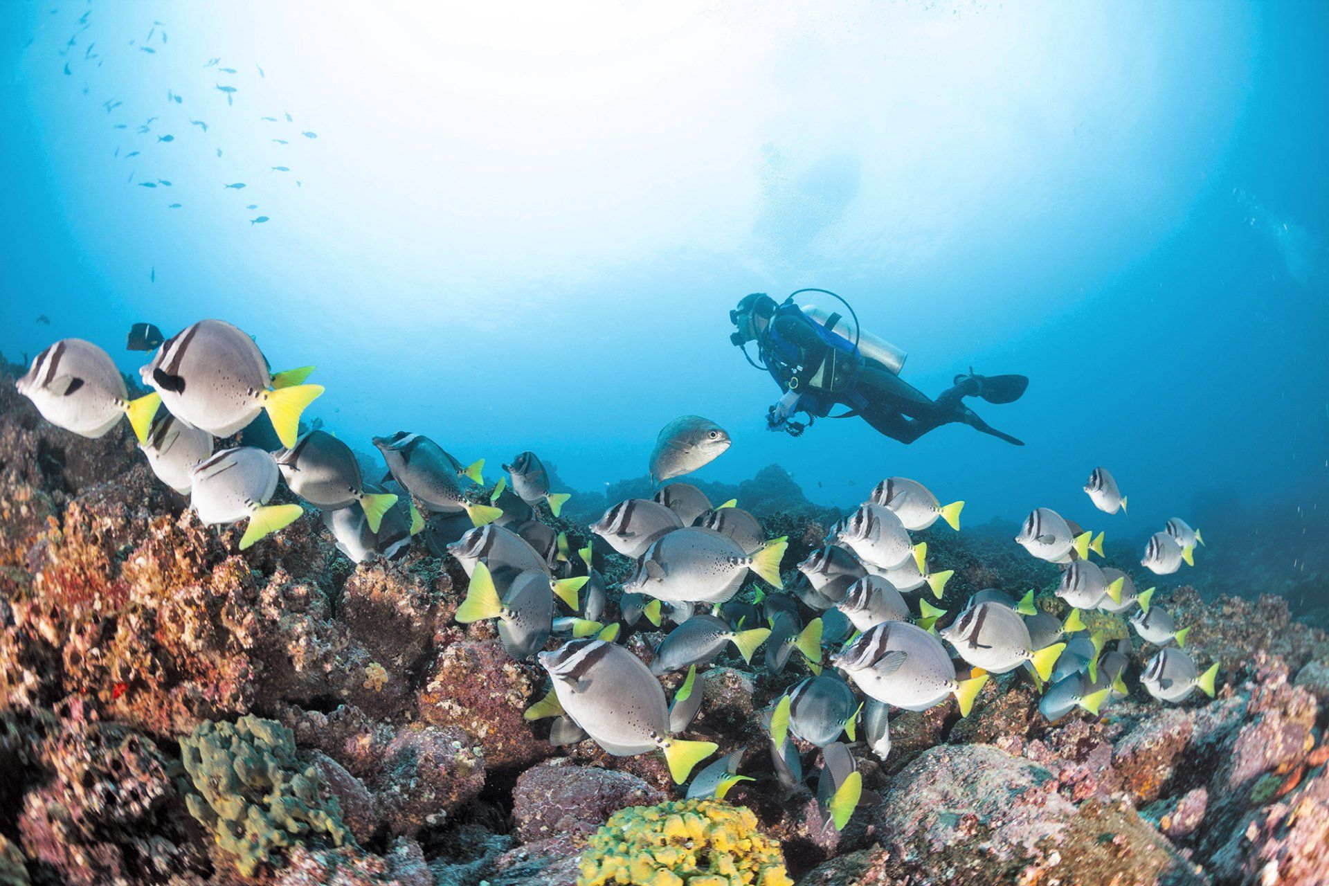 Scuba Training | Scuba Diver Classes | Brandon, FL