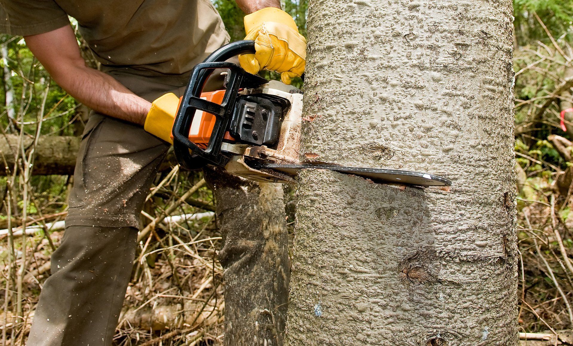 Tree Removal | Lenk Tree Service | Mechanicsburg, PA