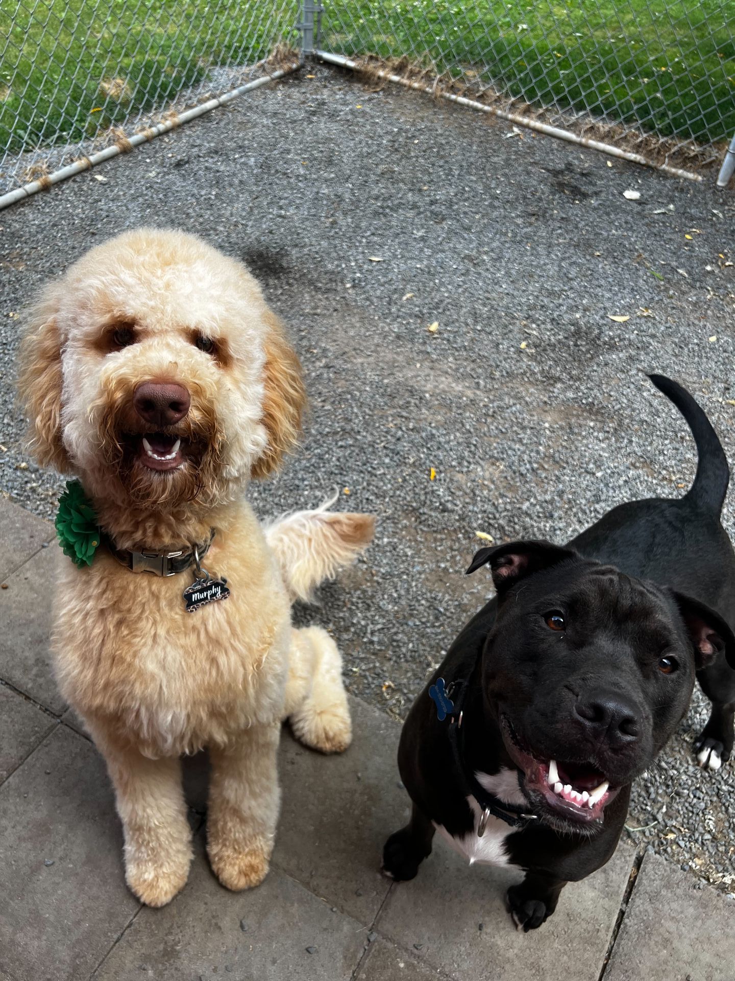 Admiral Peary Doggie Lodge | Dog Grooming | Cresson, PA