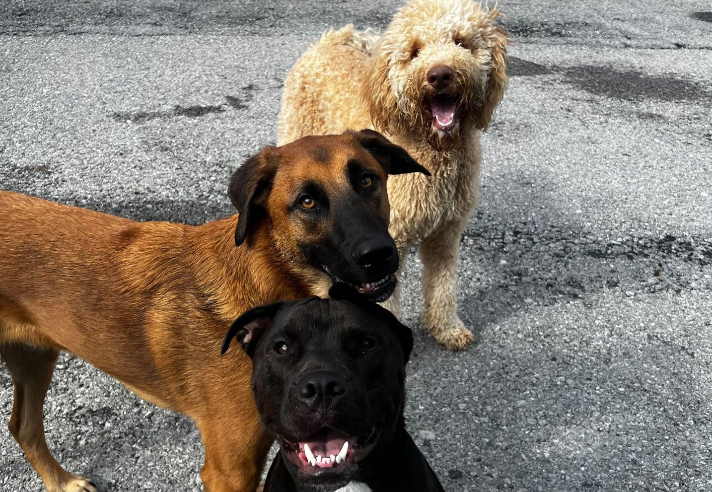 Admiral Peary Doggie Lodge | Dog Grooming | Cresson, PA