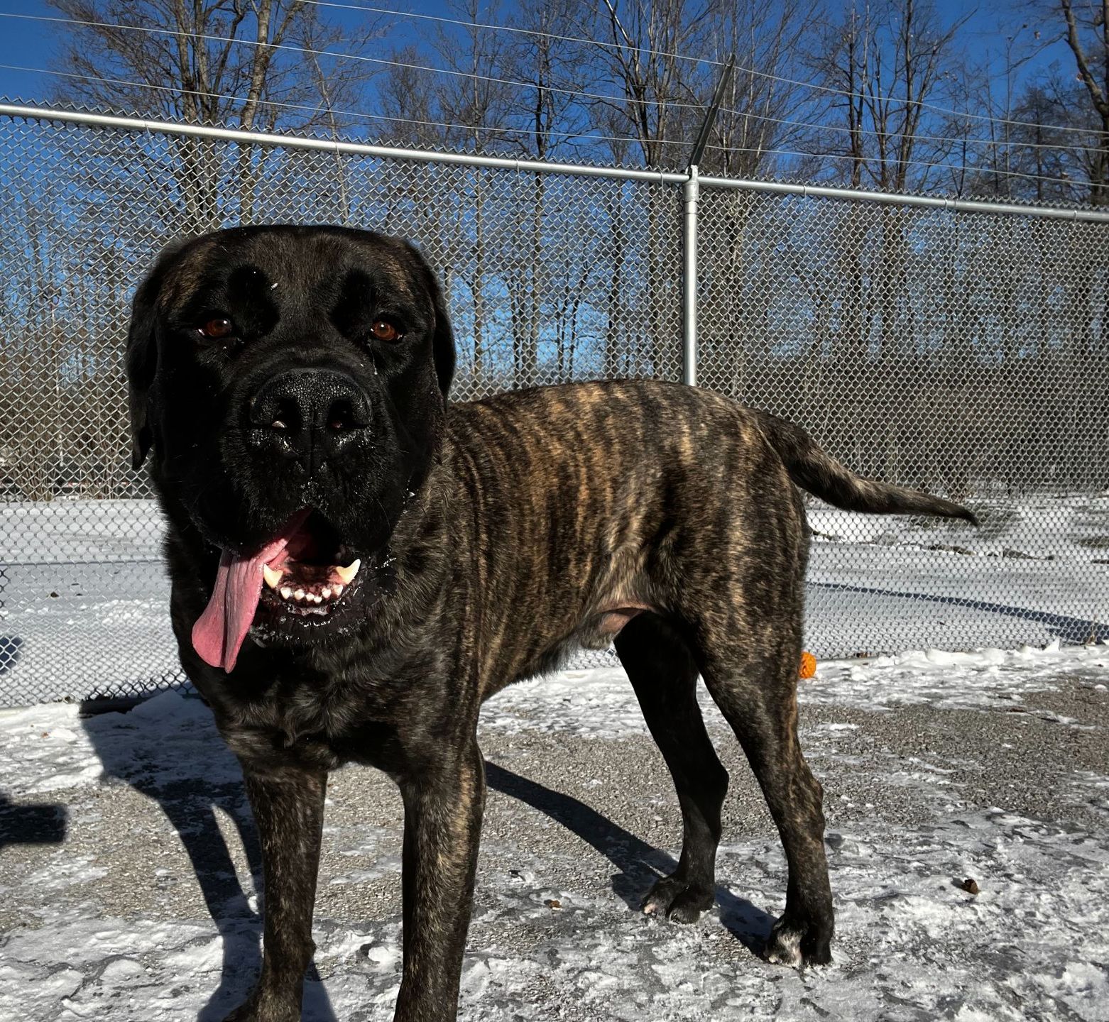 Admiral Peary Doggie Lodge | Dog Grooming | Cresson, PA