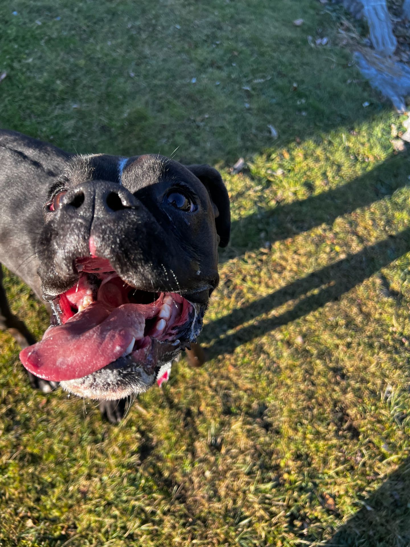 Admiral Peary Doggie Lodge | Dog Grooming | Cresson, PA