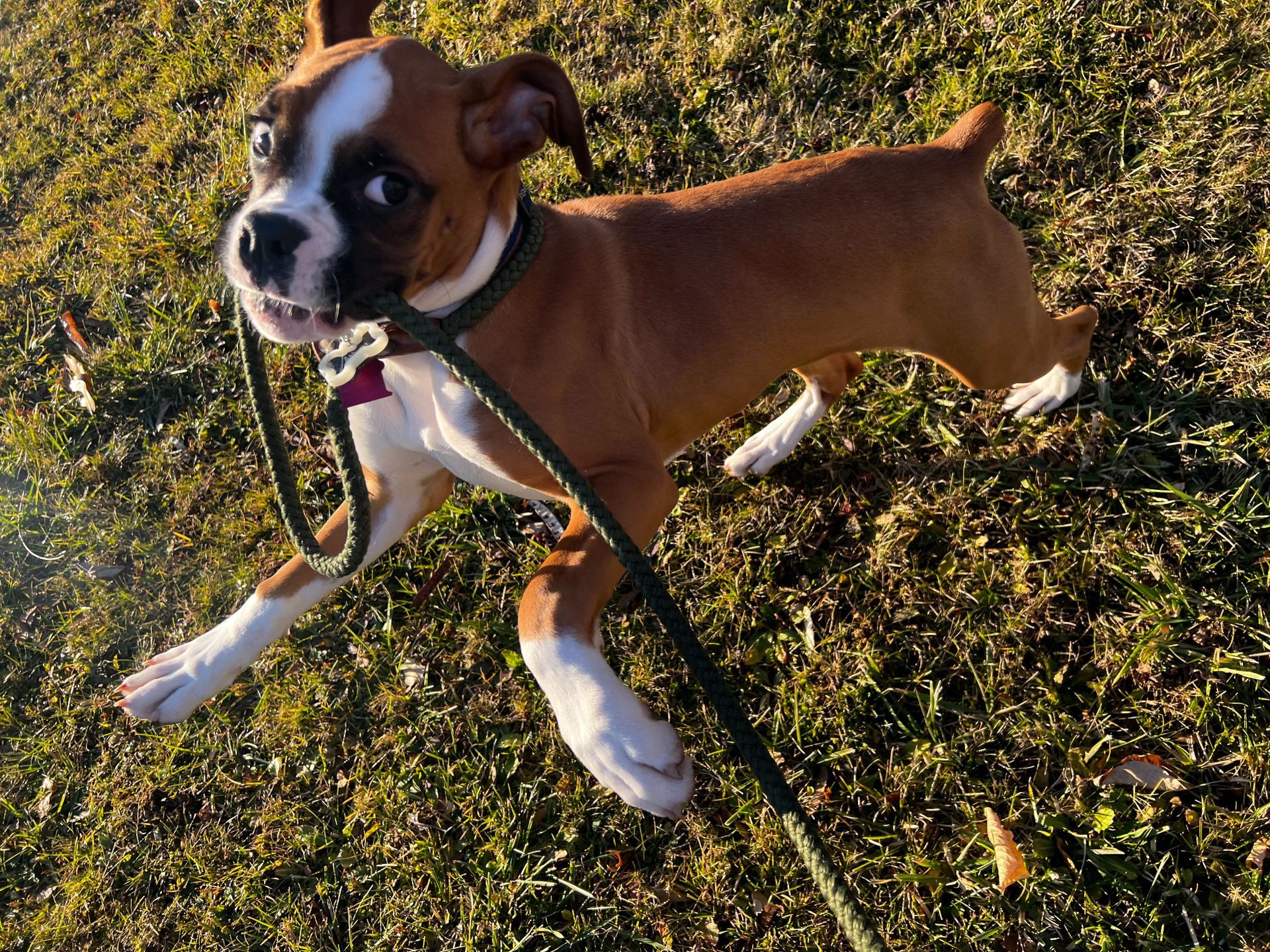 Admiral Peary Doggie Lodge | Dog Grooming | Cresson, PA