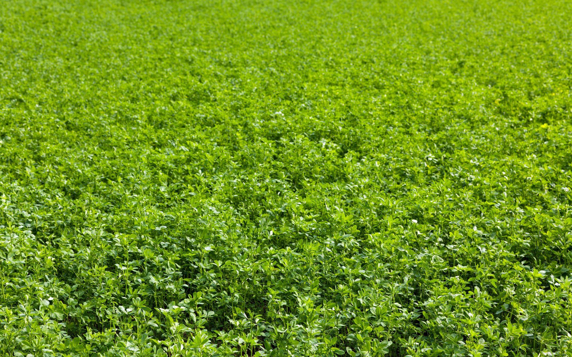 Polansky Seed | Farming Seed | Belleville, KS