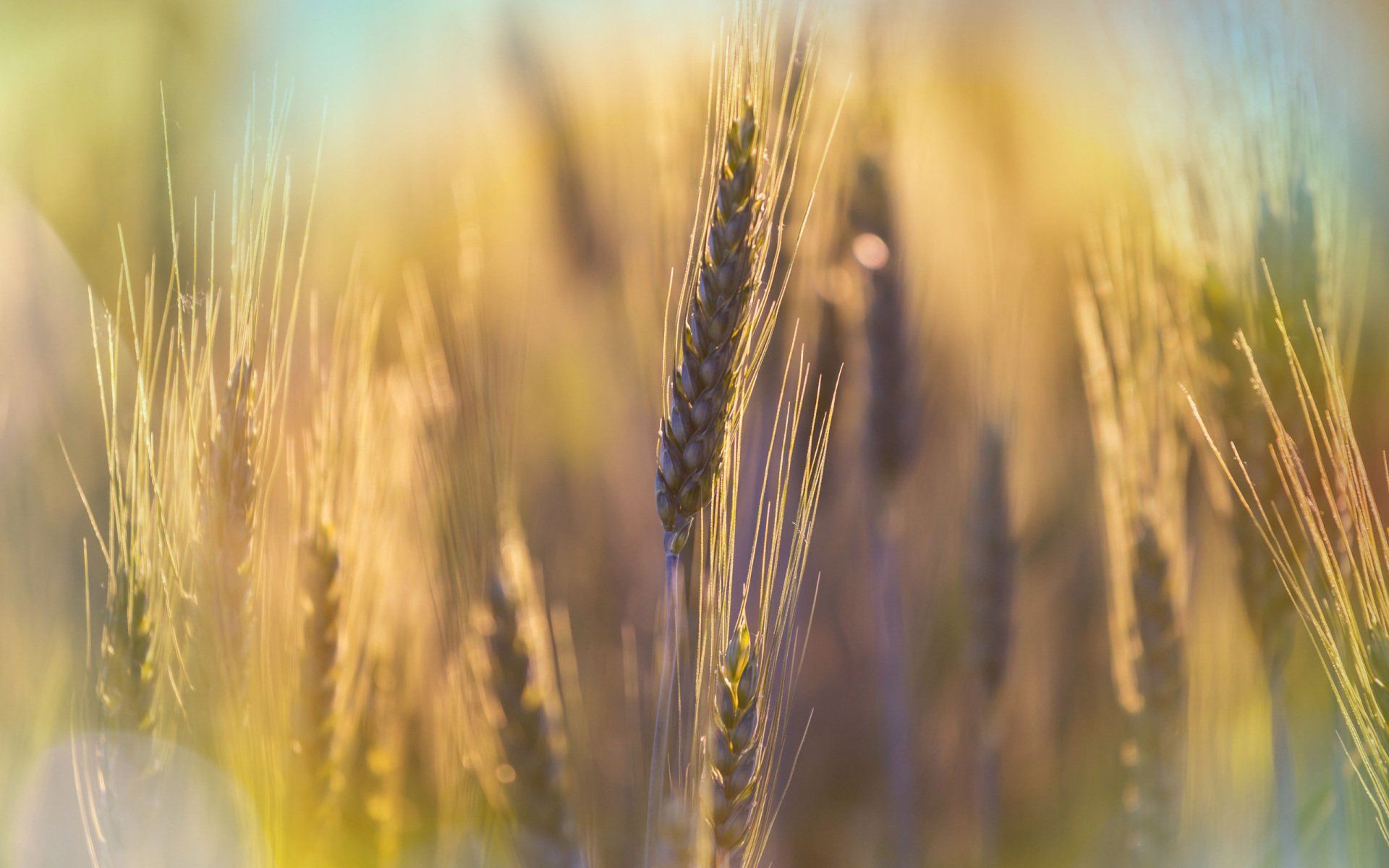 Polansky Seed | Farming Seed | Belleville, KS