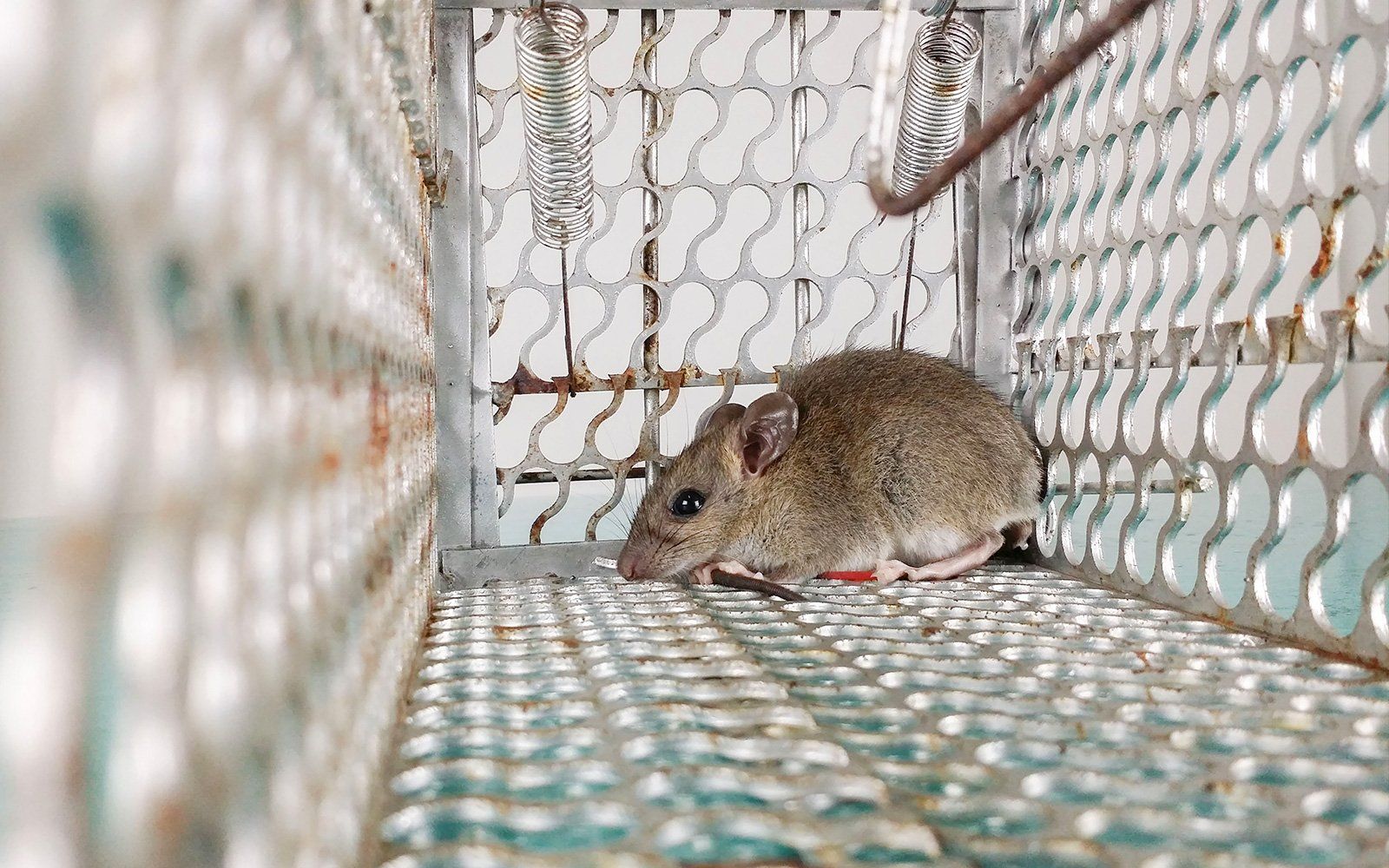Rodent Removal Overland Park, KS | Orange Mouse
