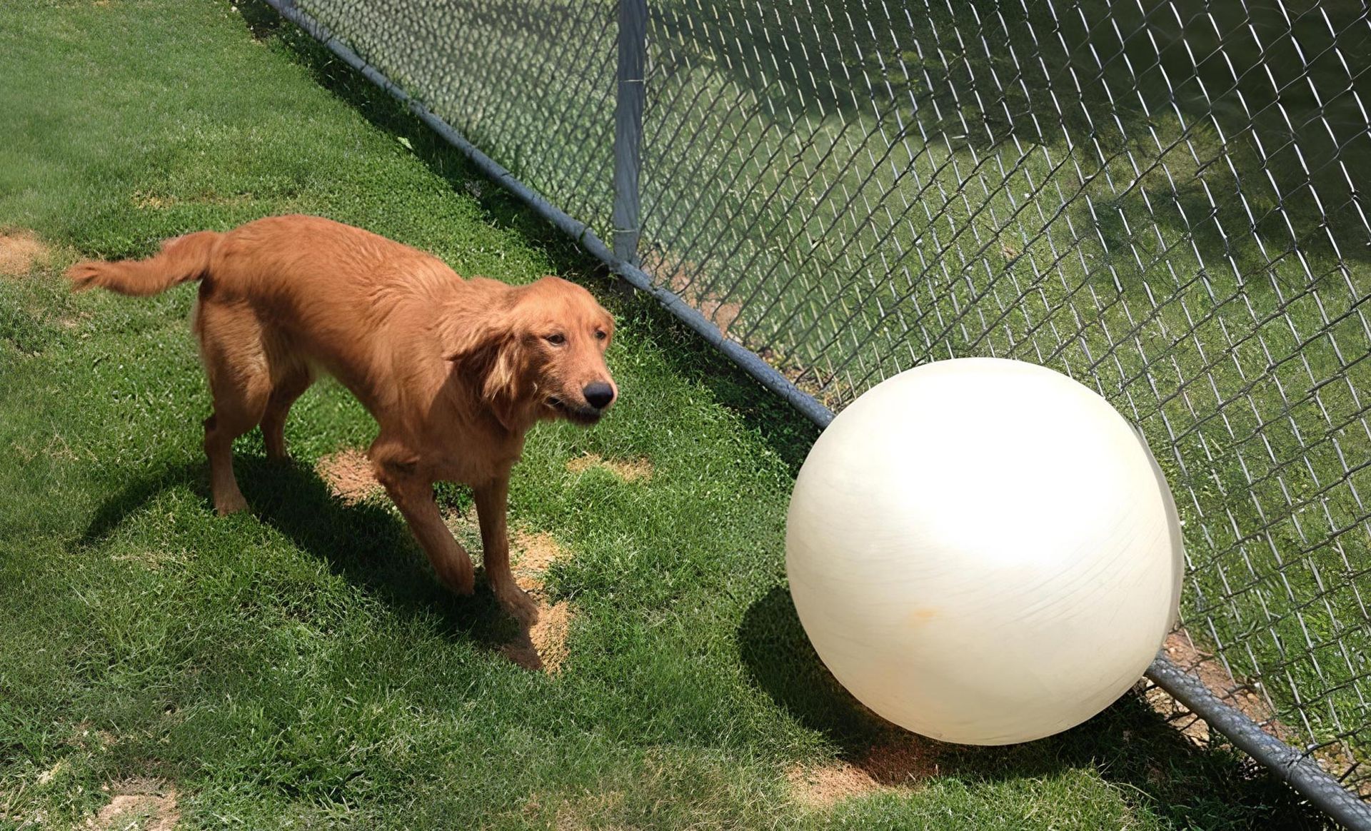 Pet Kennel | County Line Kennels Boarding & Grooming | Andrews, IN