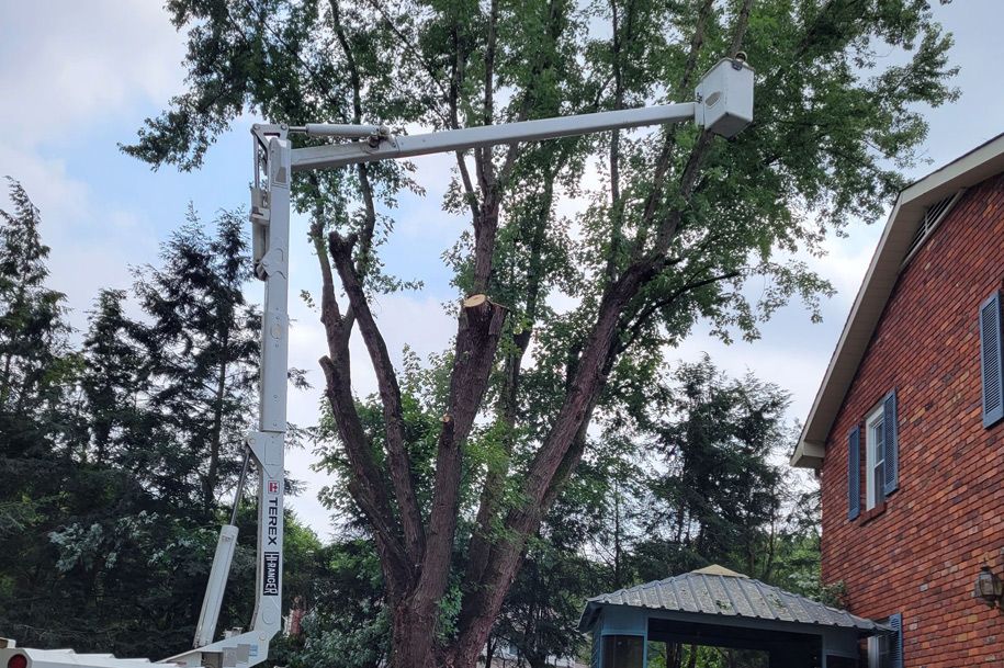 Arborist | Brown's Tree Service LLC | Connellsville, PA