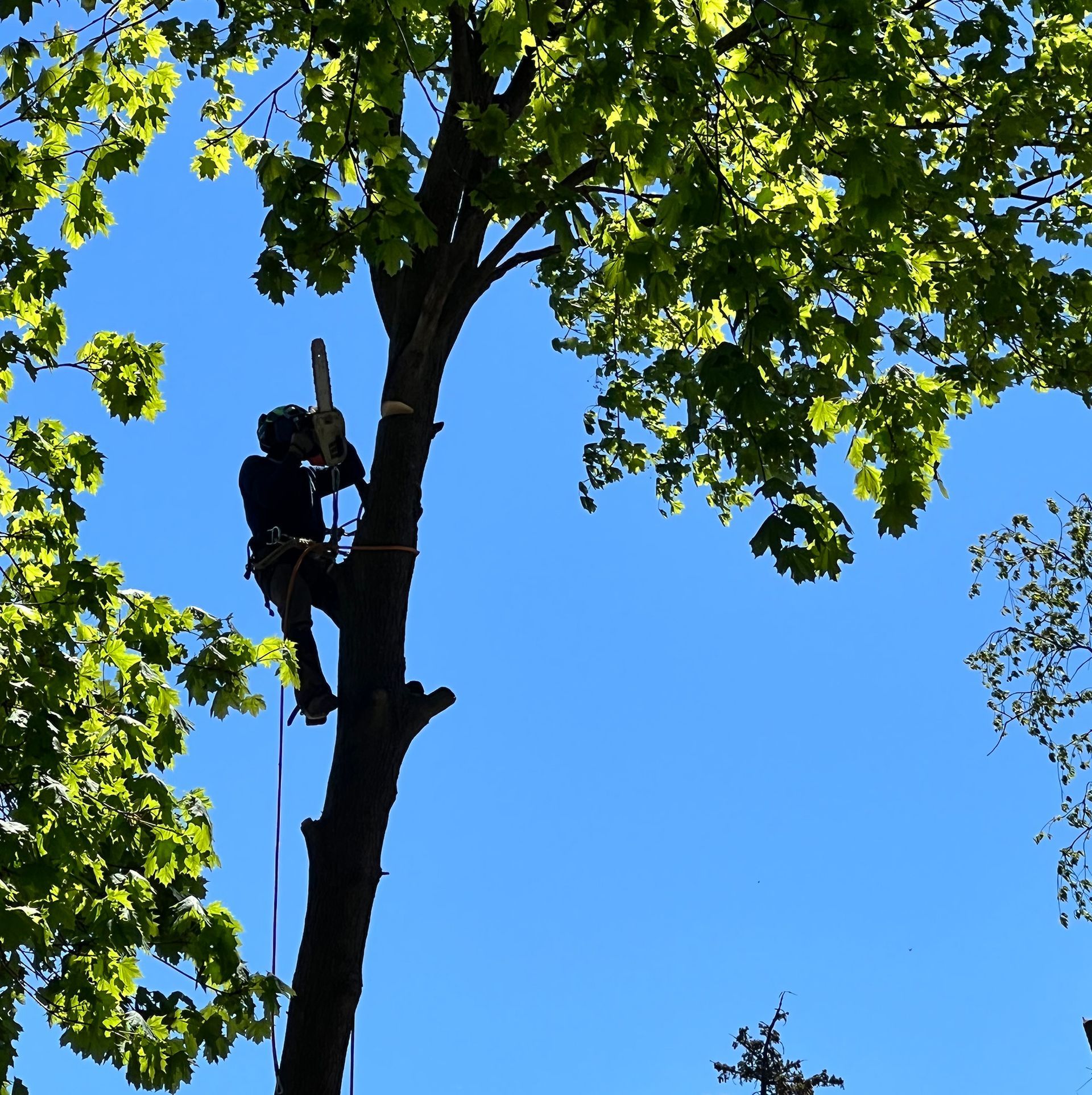 Tree Removal Torrington CT | Simsbury CT | CB Tree Services