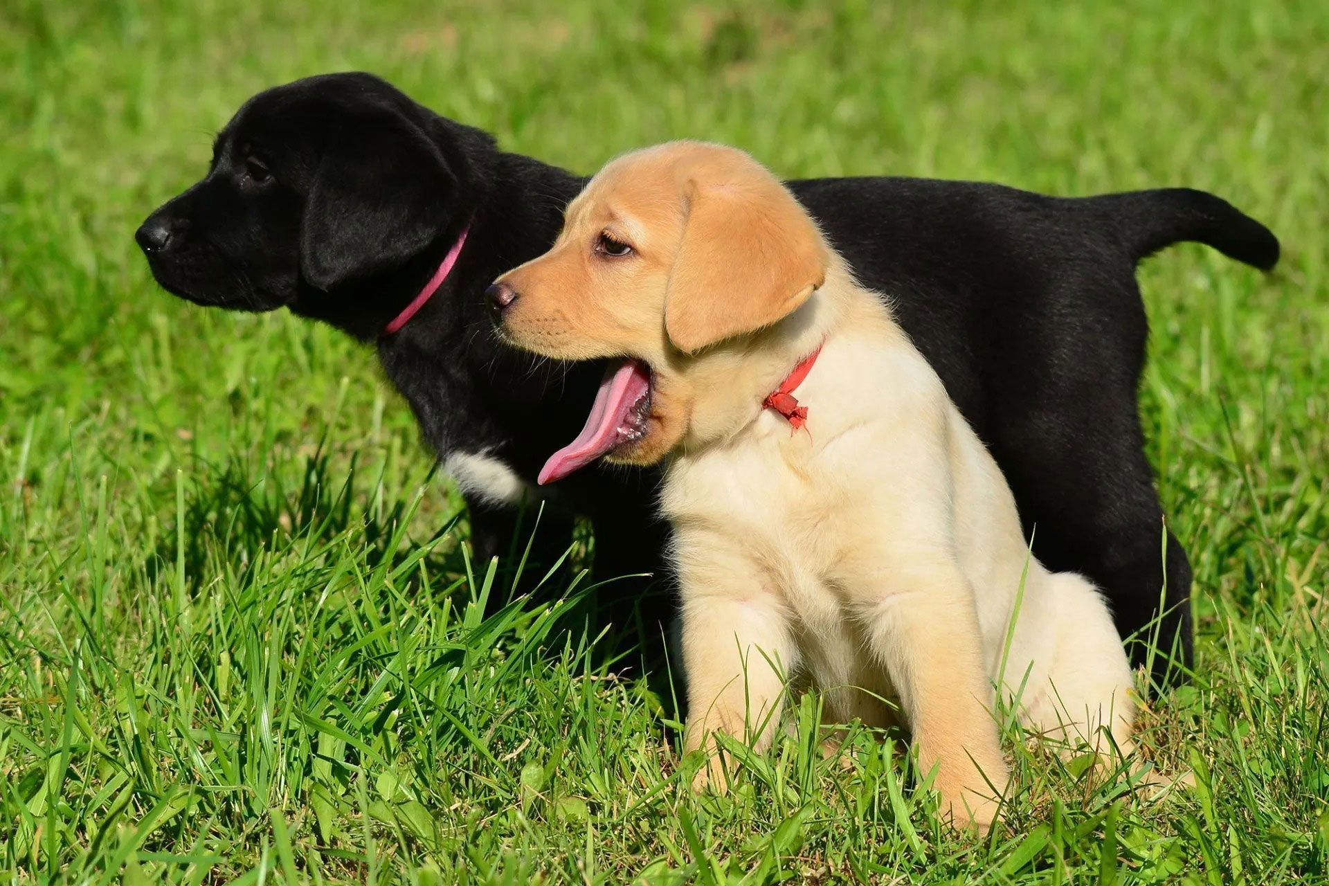 Meet the Team | Dobbs Ferry Animal Hospital | Dobbs Ferry NY